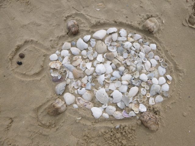 sea-turtle-shell-beach-picture-kids-art1 - Sweet as a Candy